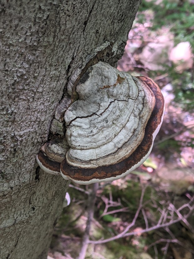 Ramblings – of a computational sociologist